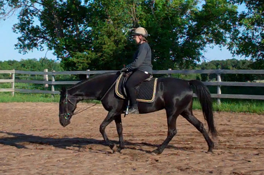 freewalk on a long rein | Naturally Gaited