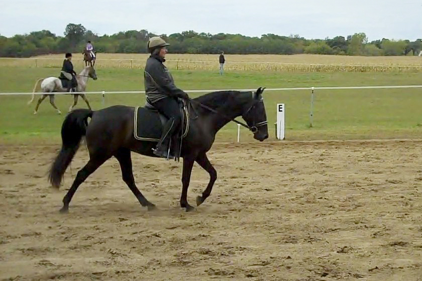 How do I get my horse to gait? | Naturally Gaited