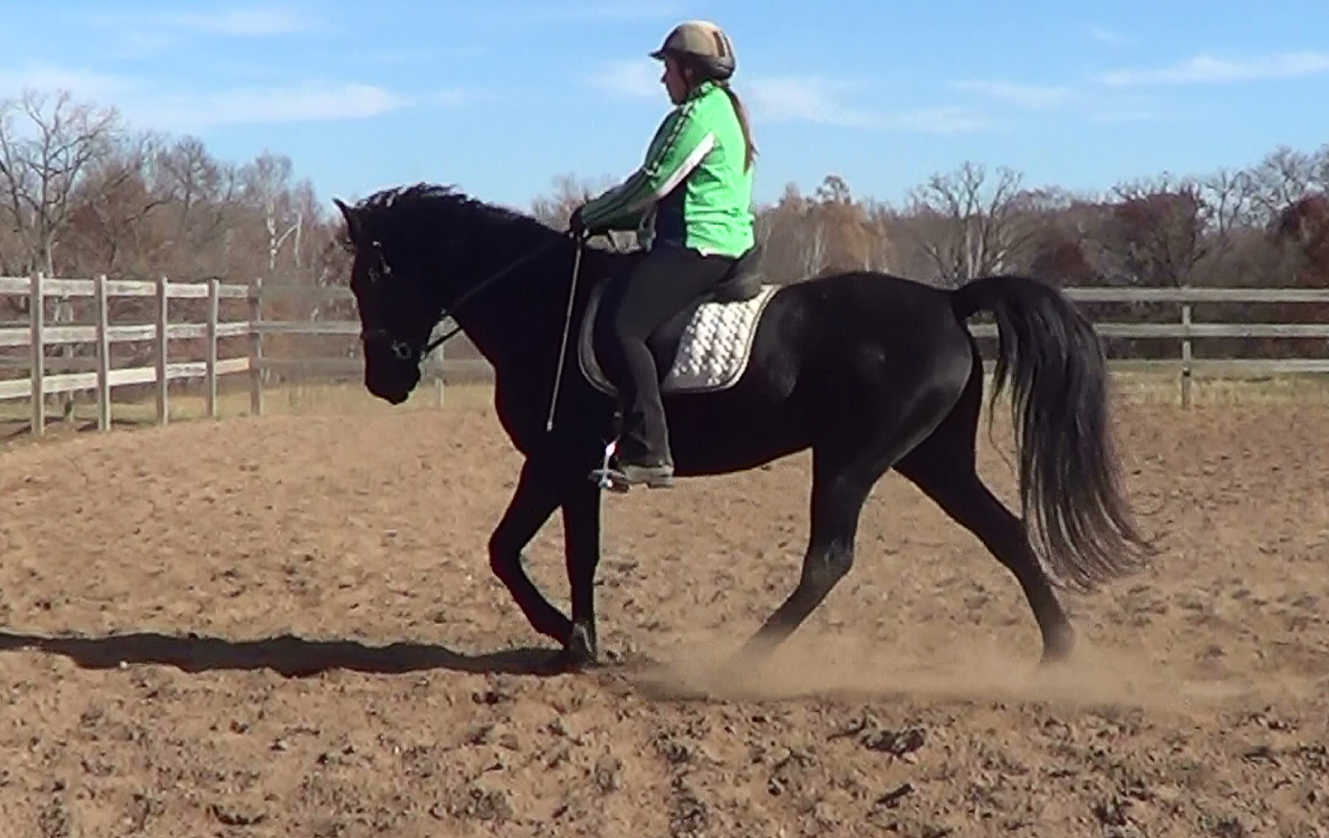 Riding position and its effect on the gaited horse | Naturally Gaited