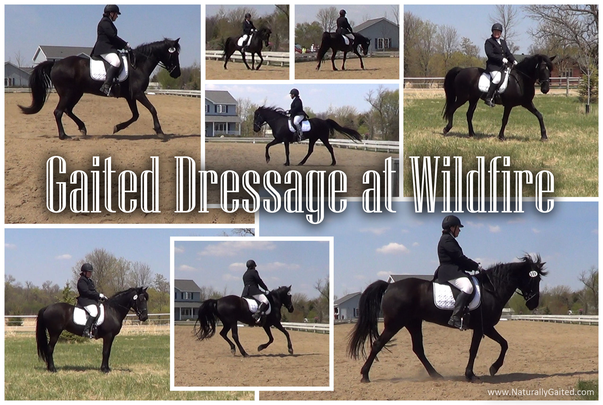 Gaited Dressage at Wild Fire | Naturally Gaited