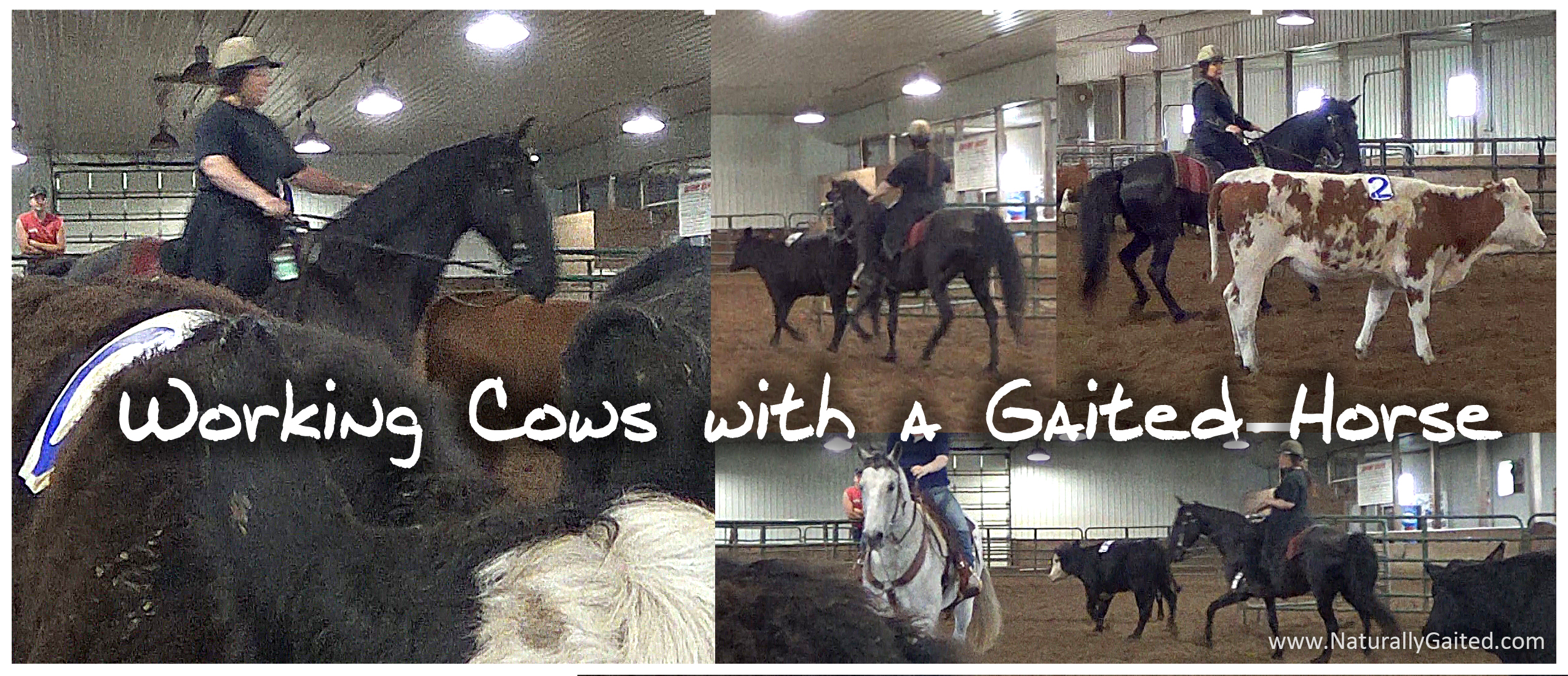 naturally gaited | Improving movement of gaited horses through dressage ...
