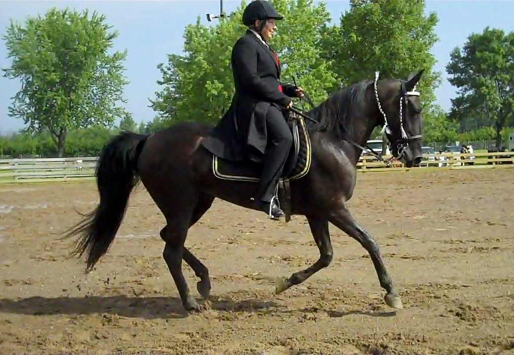 TWH dressage | Naturally Gaited Horse | Page 6