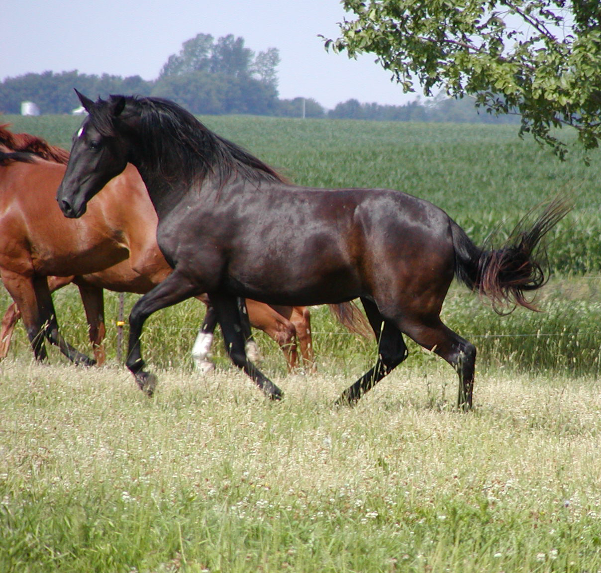 TWH dressage | Naturally Gaited Horse | Page 6