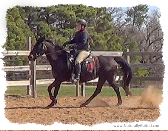 Lady canter left lead | Naturally Gaited