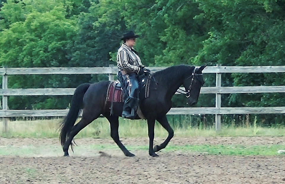 Natural Smooth Gaits | Naturally Gaited