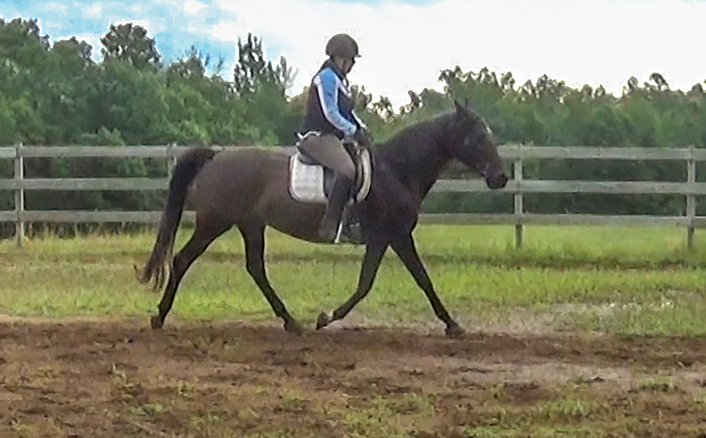 Benefits of trotting the gaited horse on cue | Naturally Gaited