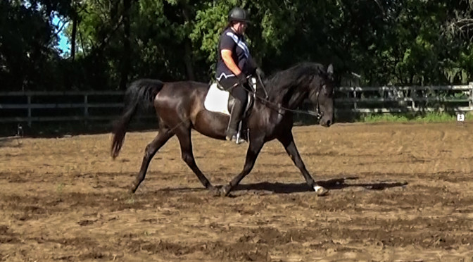 Benefits of trotting the gaited horse | Naturally Gaited