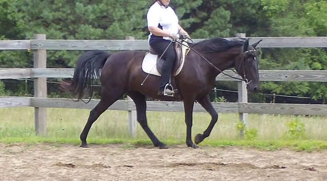 Quality Step to Quality Steps | Naturally Gaited