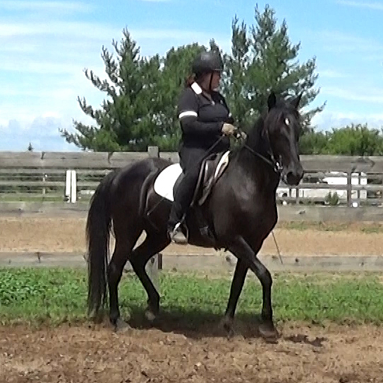 Tennessee walking horse dressage | Naturally Gaited Horse