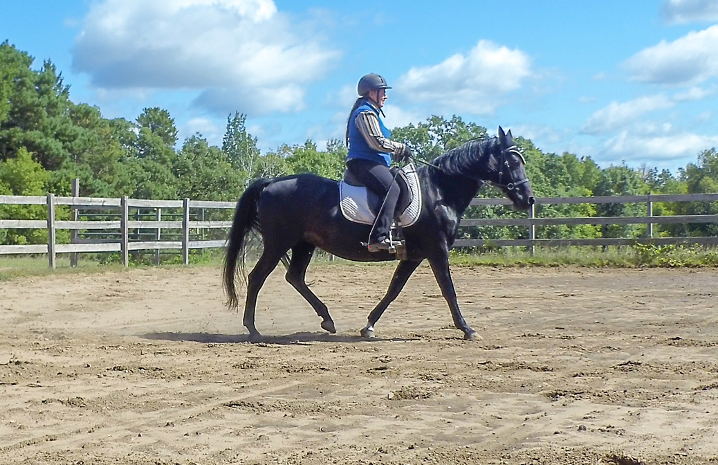 featured gaited horse fox trot riding in a bitless bridle | Naturally ...