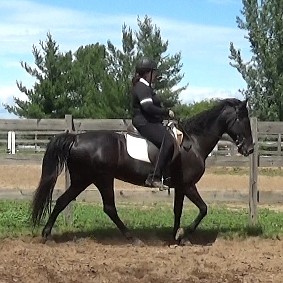 Collection and its Effect on Stride Length | Naturally Gaited Horse