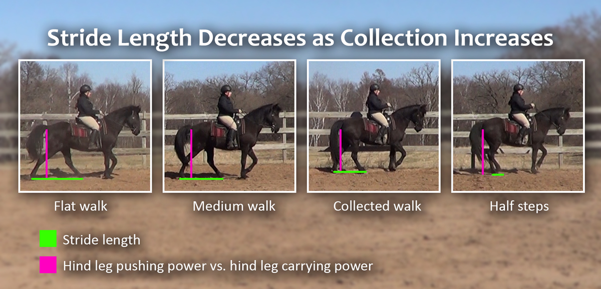 stride length decreases as collection increases | Naturally Gaited Horse
