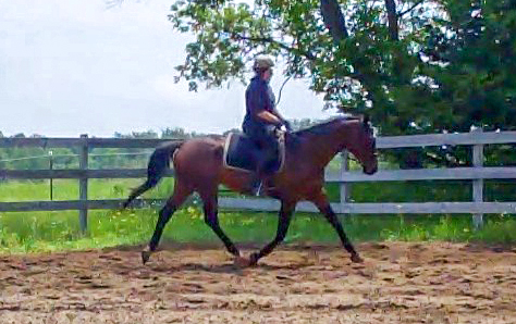 trot | Naturally Gaited