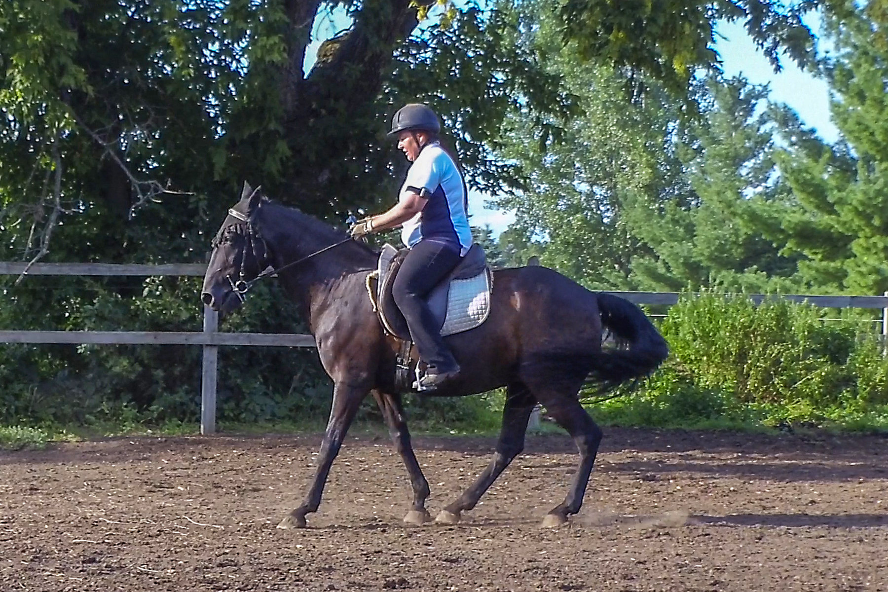 gaited horse rein back | Naturally Gaited