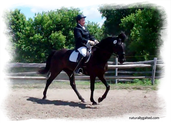 Tennessee Walking Horse Gaits