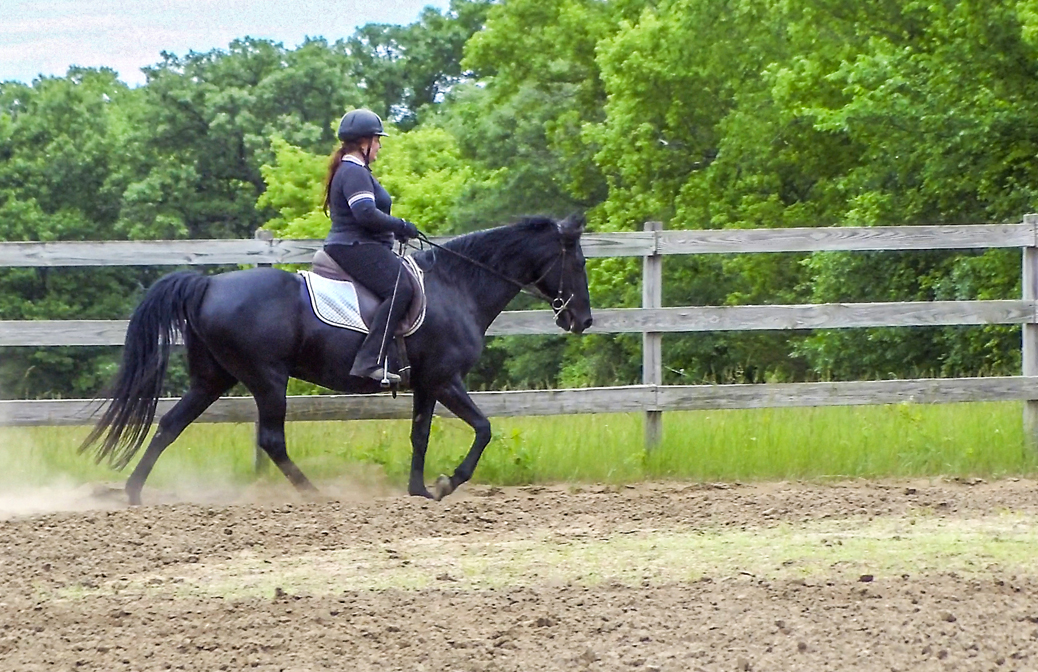 naturally gaited TWH flat walk | Naturally Gaited