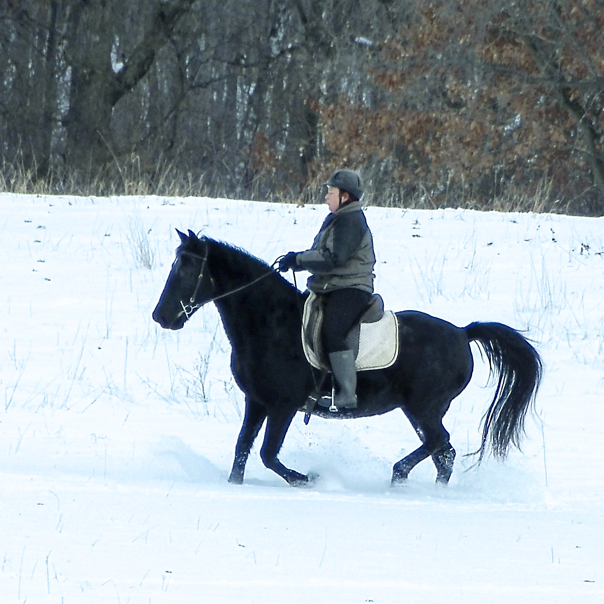 gaited horse saddle rack in snow | Naturally Gaited
