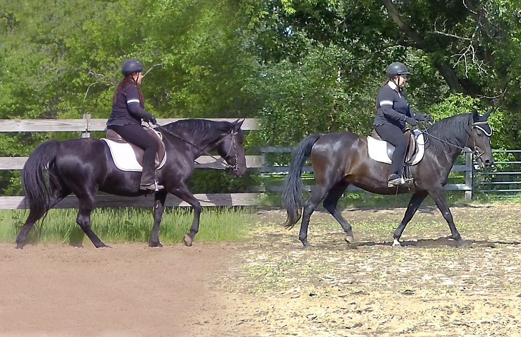 Smooth Gaited Horse | Naturally Gaited