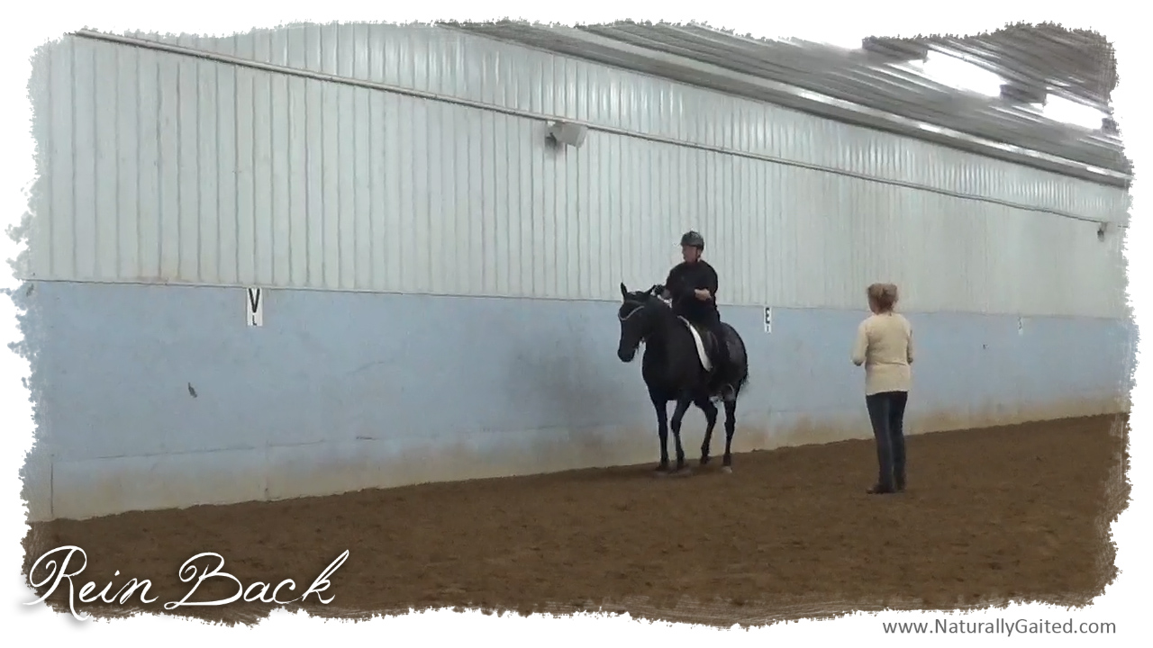 Rein back | Naturally Gaited