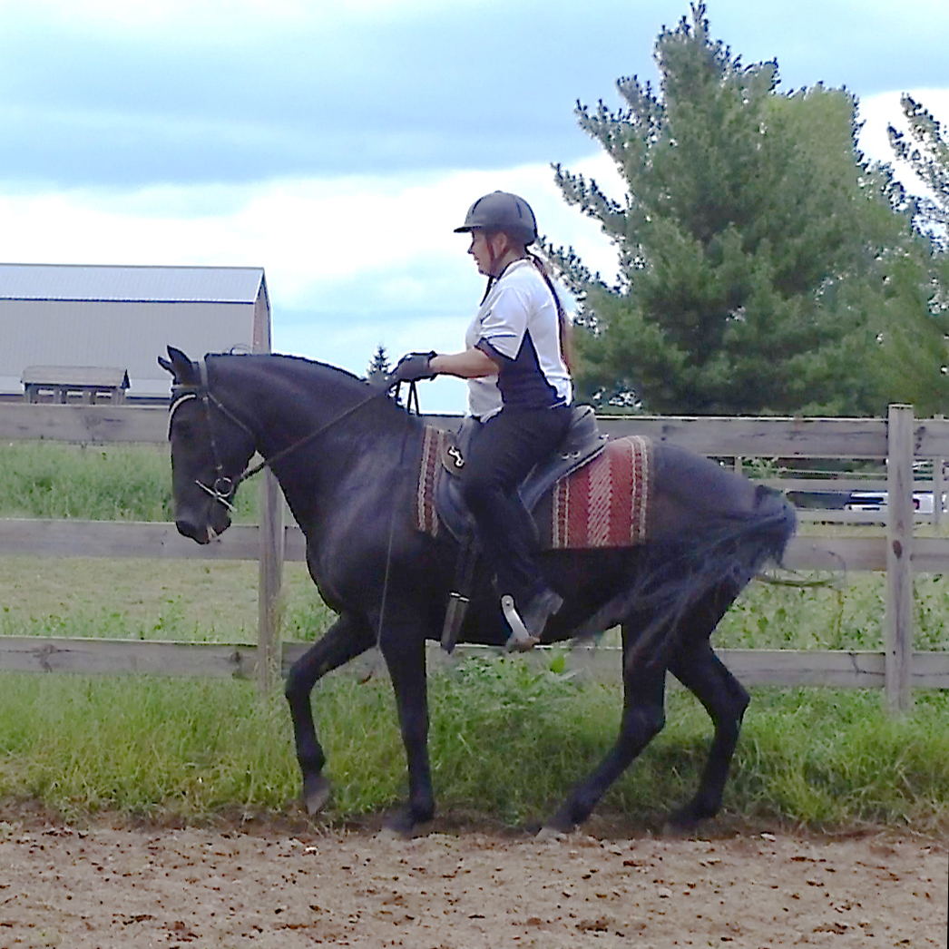 082820 Gaited horse rein back | Naturally Gaited