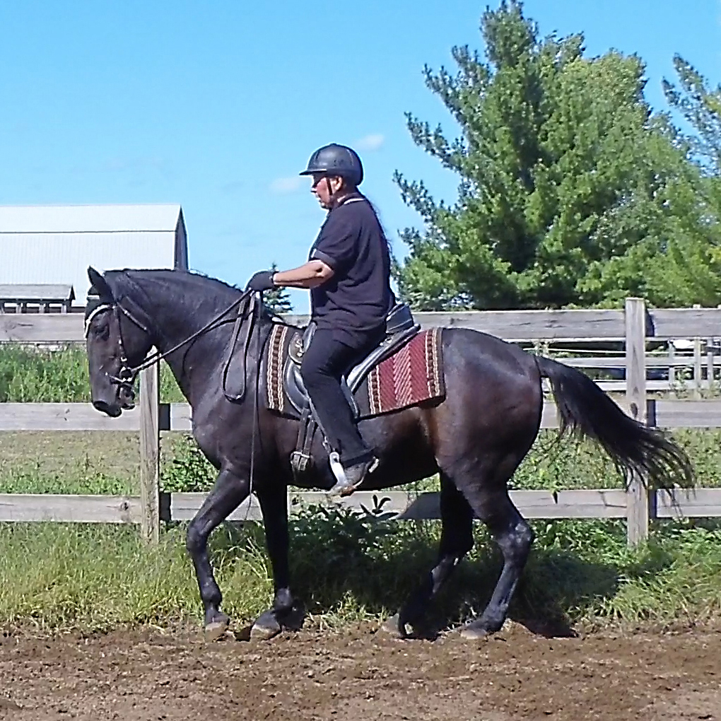 Rein Back for the Gaited Horse | Naturally Gaited