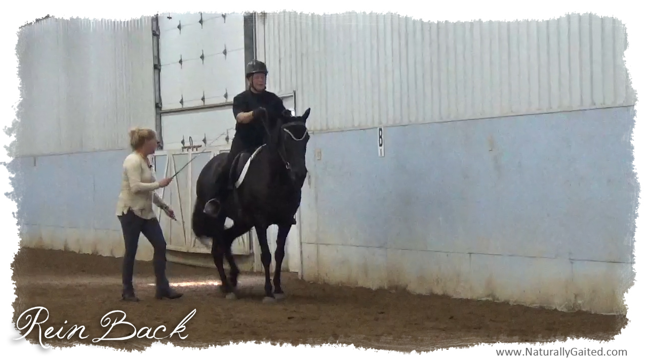 rein back | Naturally Gaited