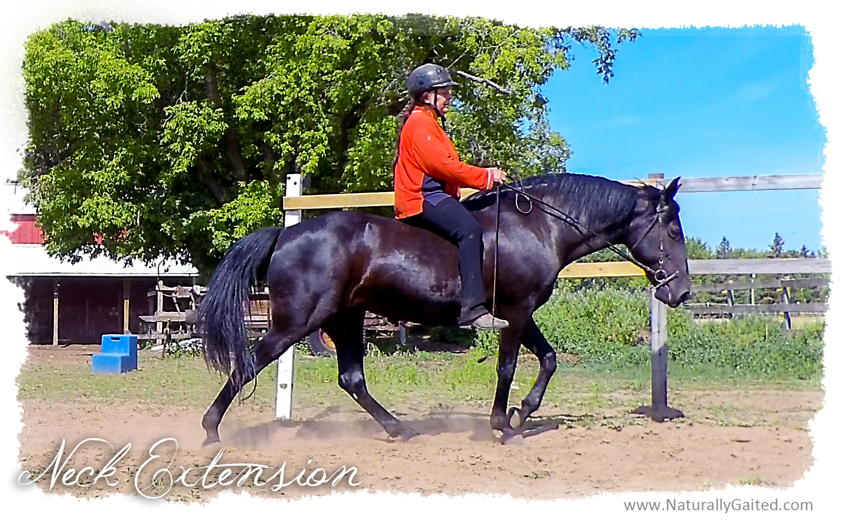 neck-extension | Naturally Gaited
