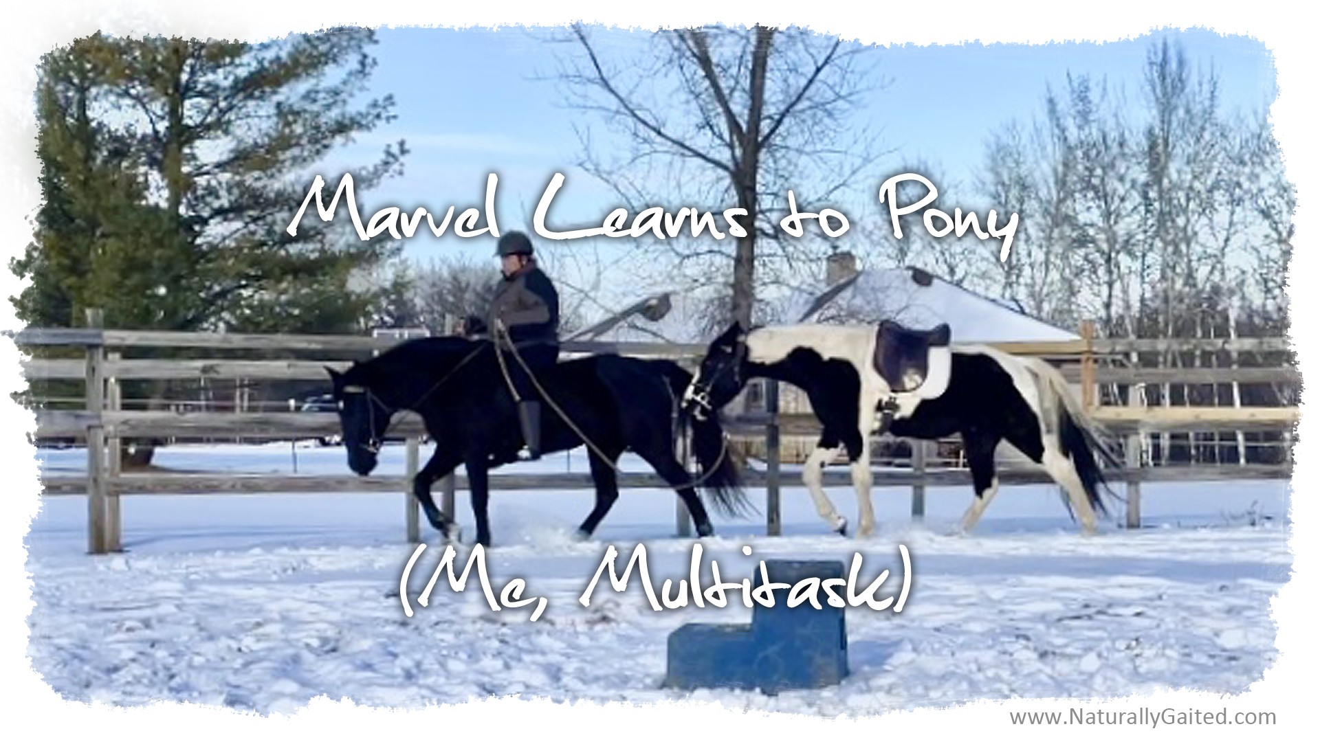Pony a Gaited Horse | Naturally Gaited