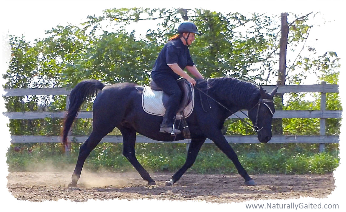 2021-Lady-top-line-stretch-at-trot | Naturally Gaited