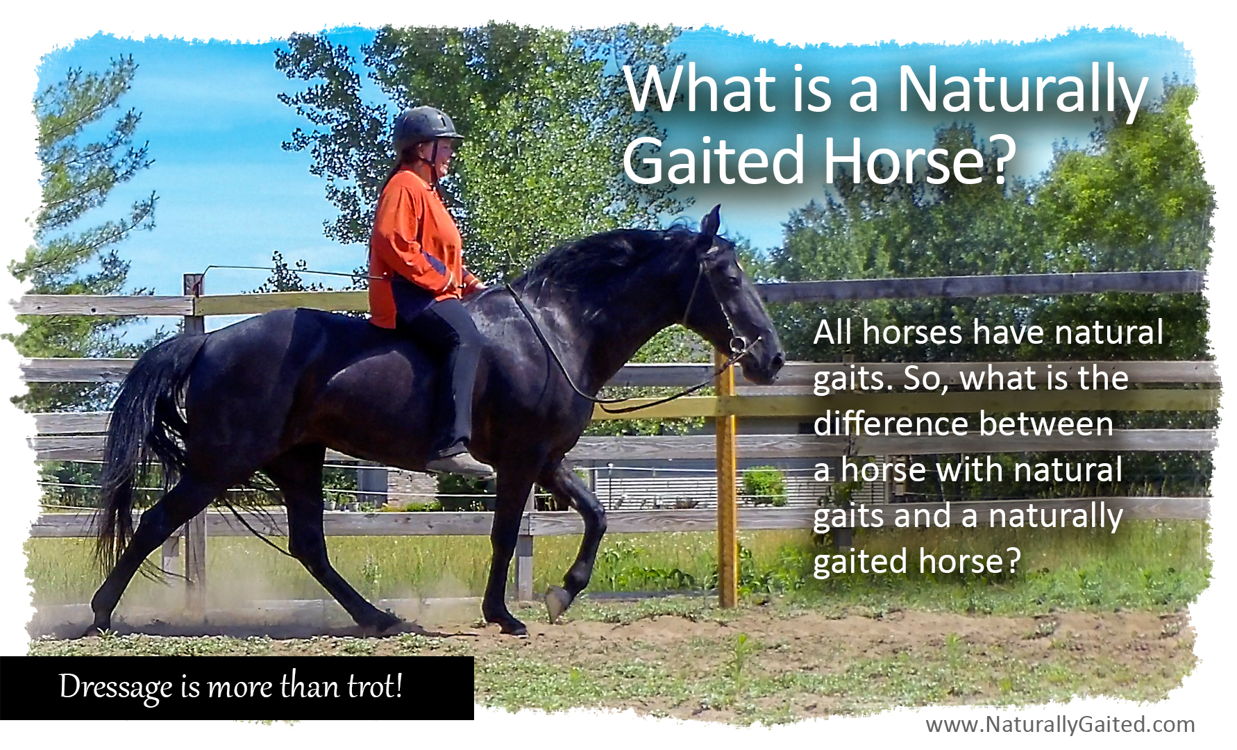 What is a Naturally Gaited Horse | Naturally Gaited