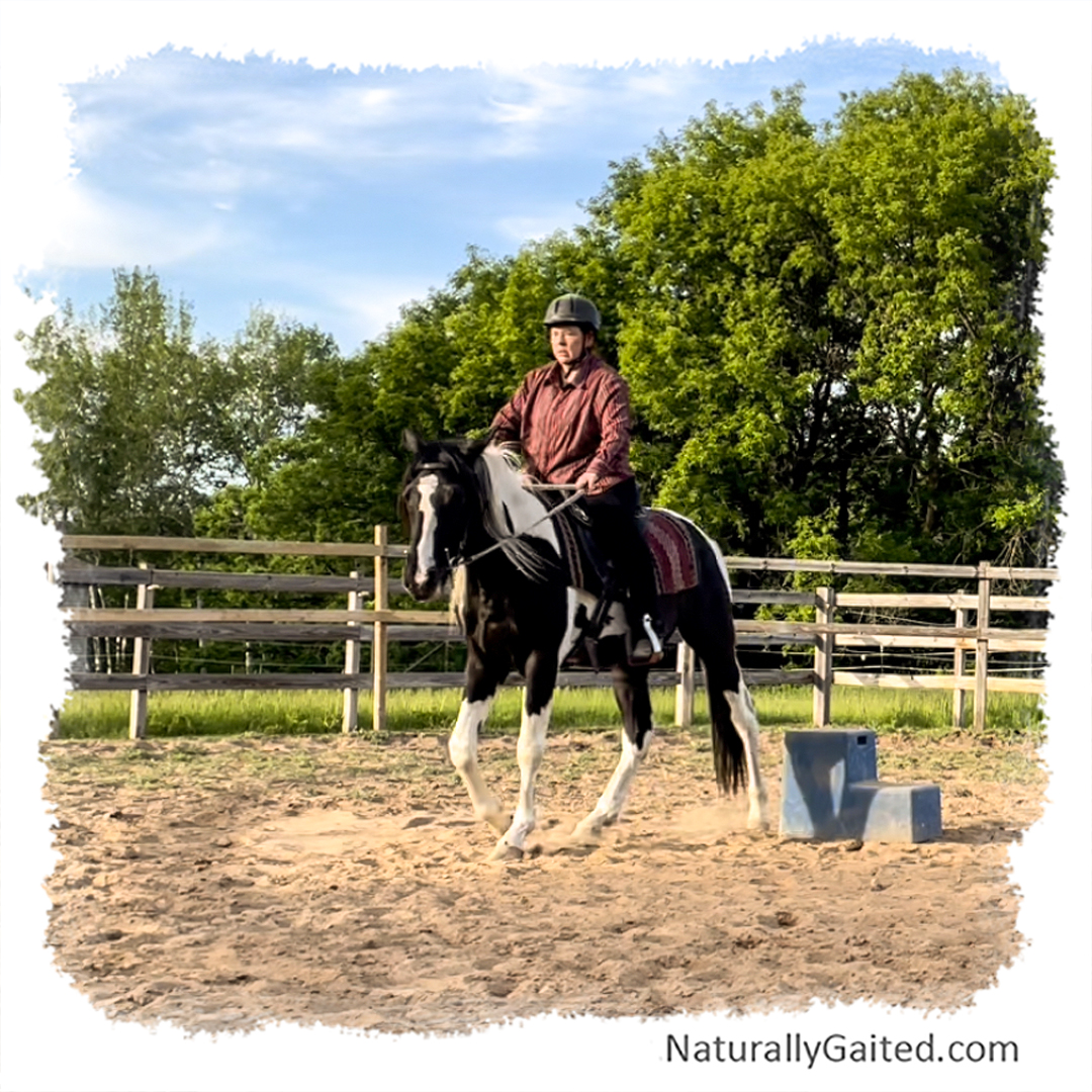sequence-of-rider-aids-with-a-green-gaited-horse | Naturally Gaited