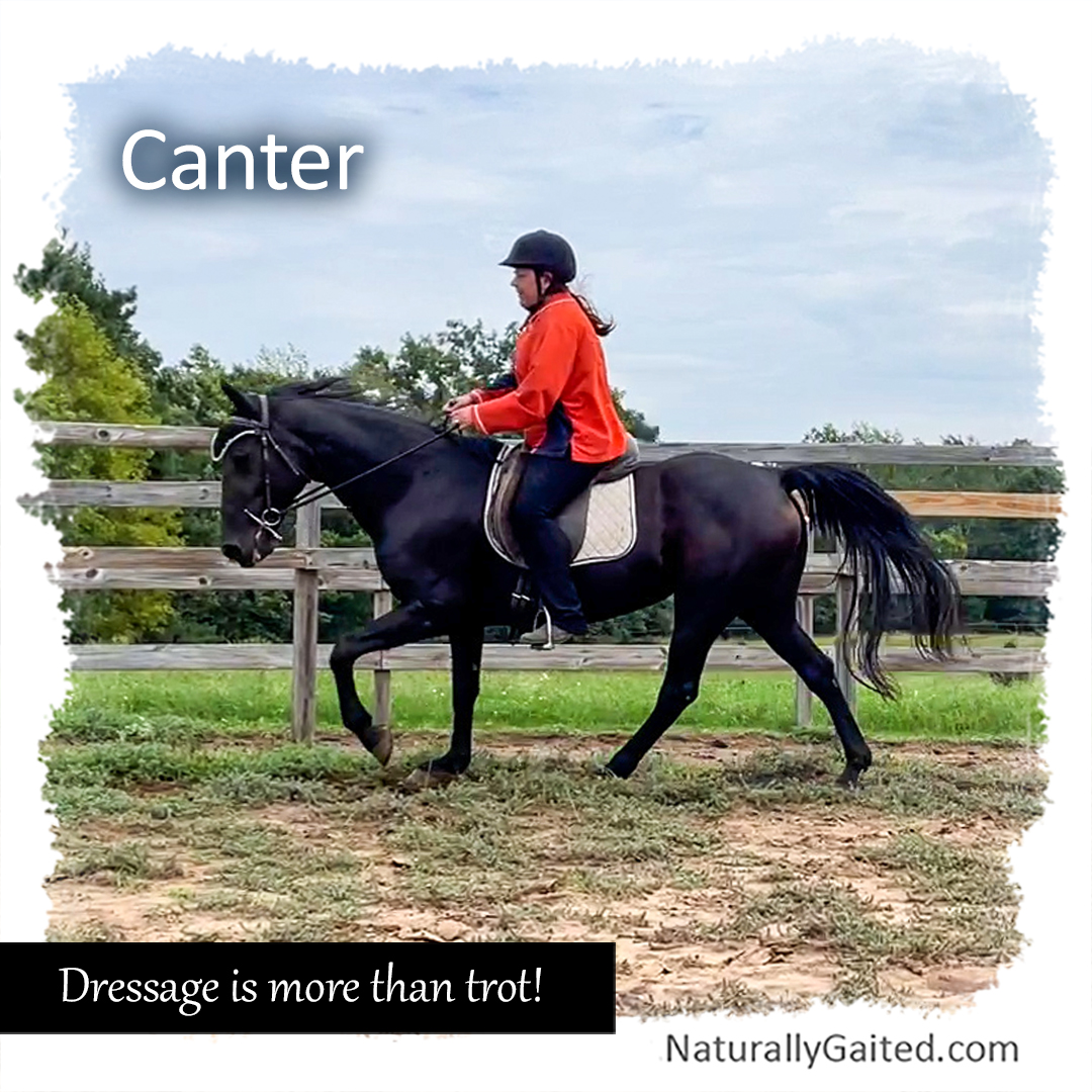 Cantering the Gaited Horse | Naturally Gaited Horse