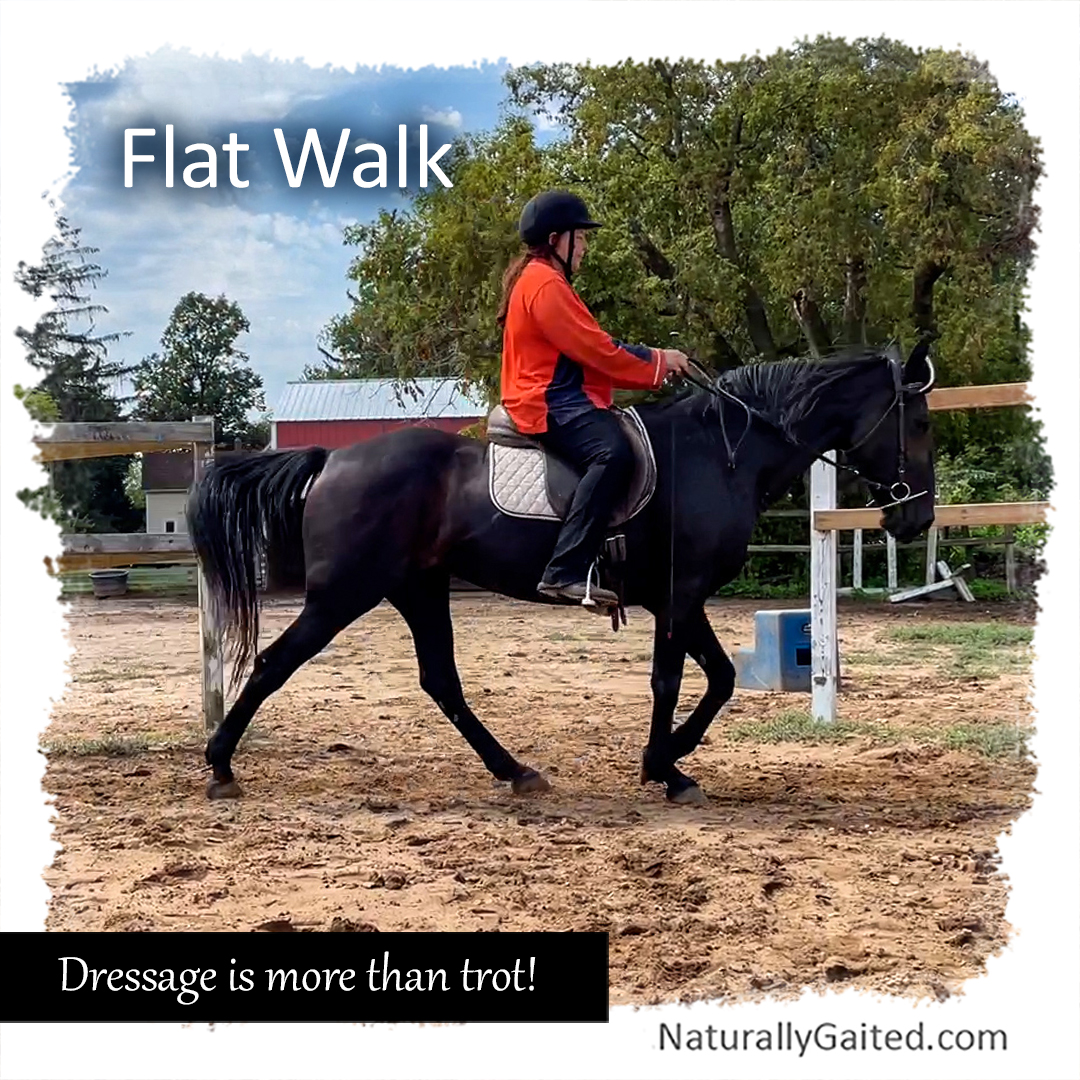 8-27-22-Makana-flat-walk | Naturally Gaited