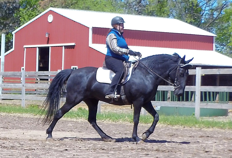 051920-Makana-flat-walk | Naturally Gaited