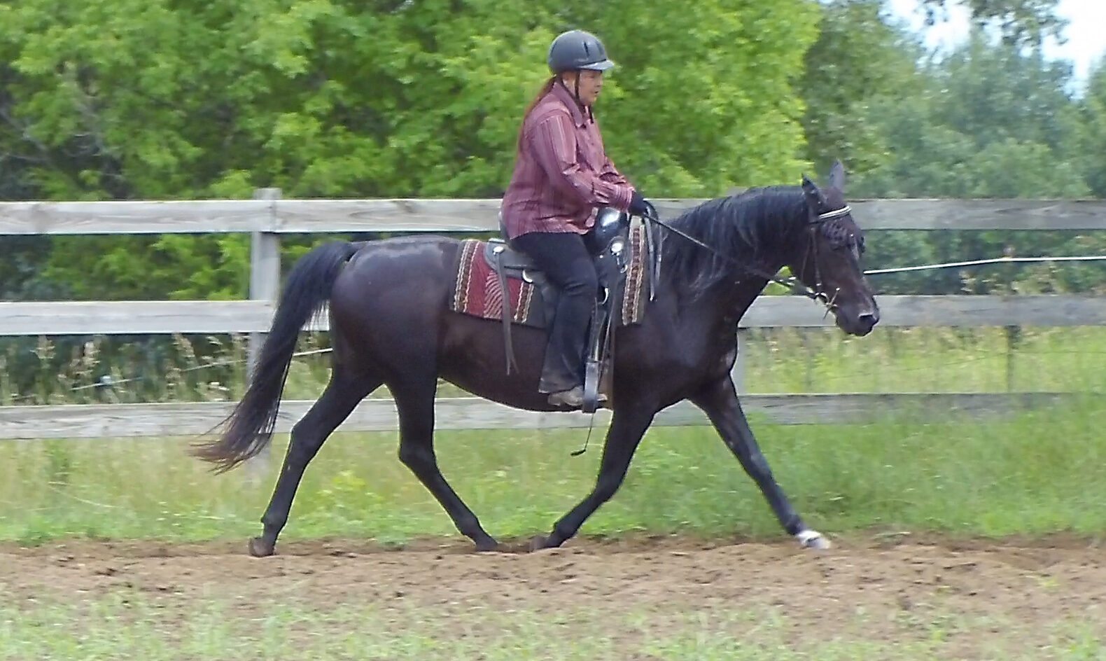 Trot and the Gaited Horse | Naturally Gaited