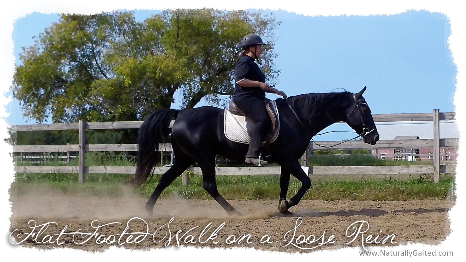 9-11-21 flat footed walk on a loose rein | Naturally Gaited
