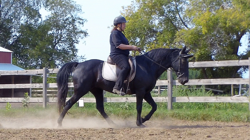 4 Walks on a Loose Rein | Naturally Gaited