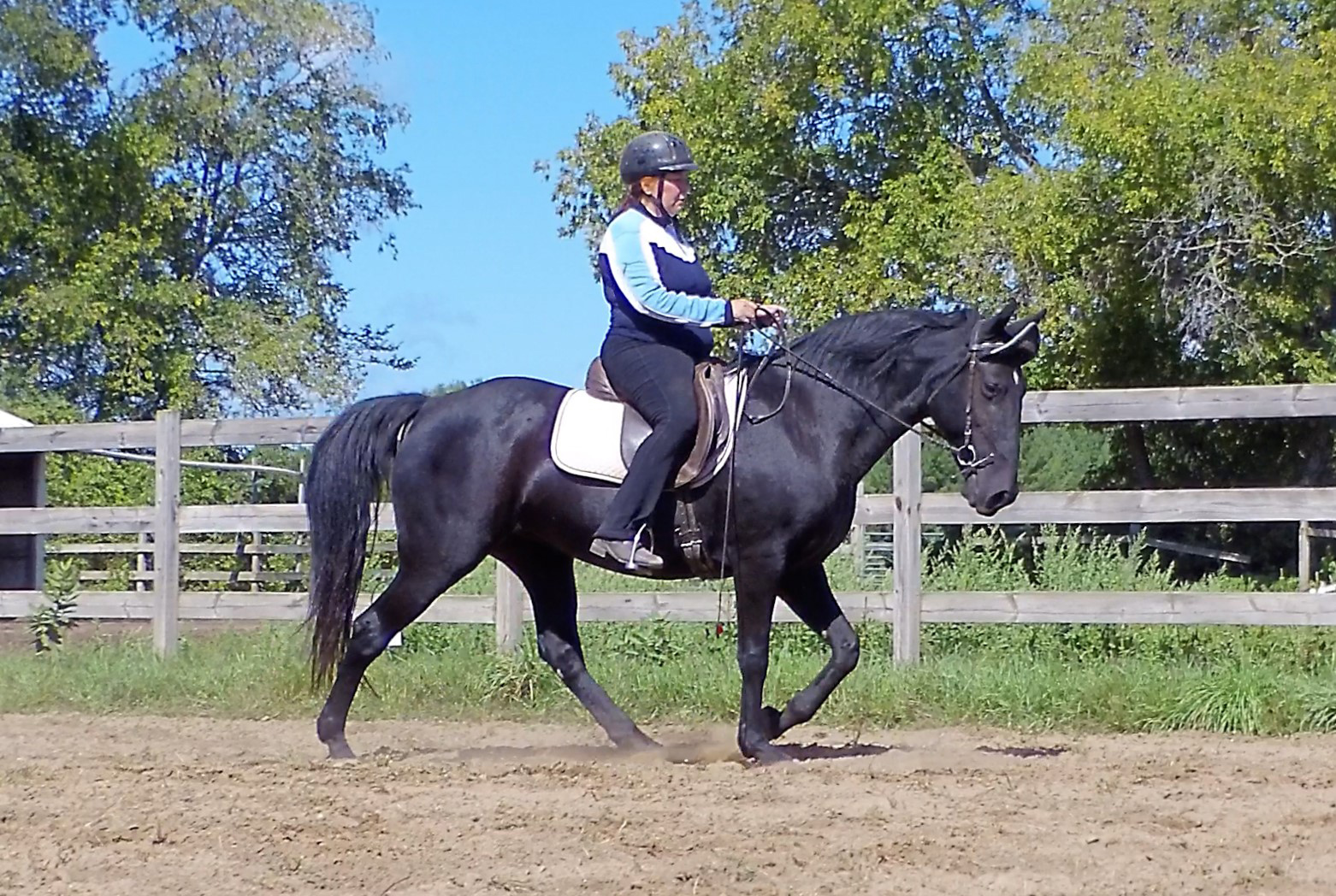 Dressage Improves Smooth Quality Gaits | Naturally Gaited