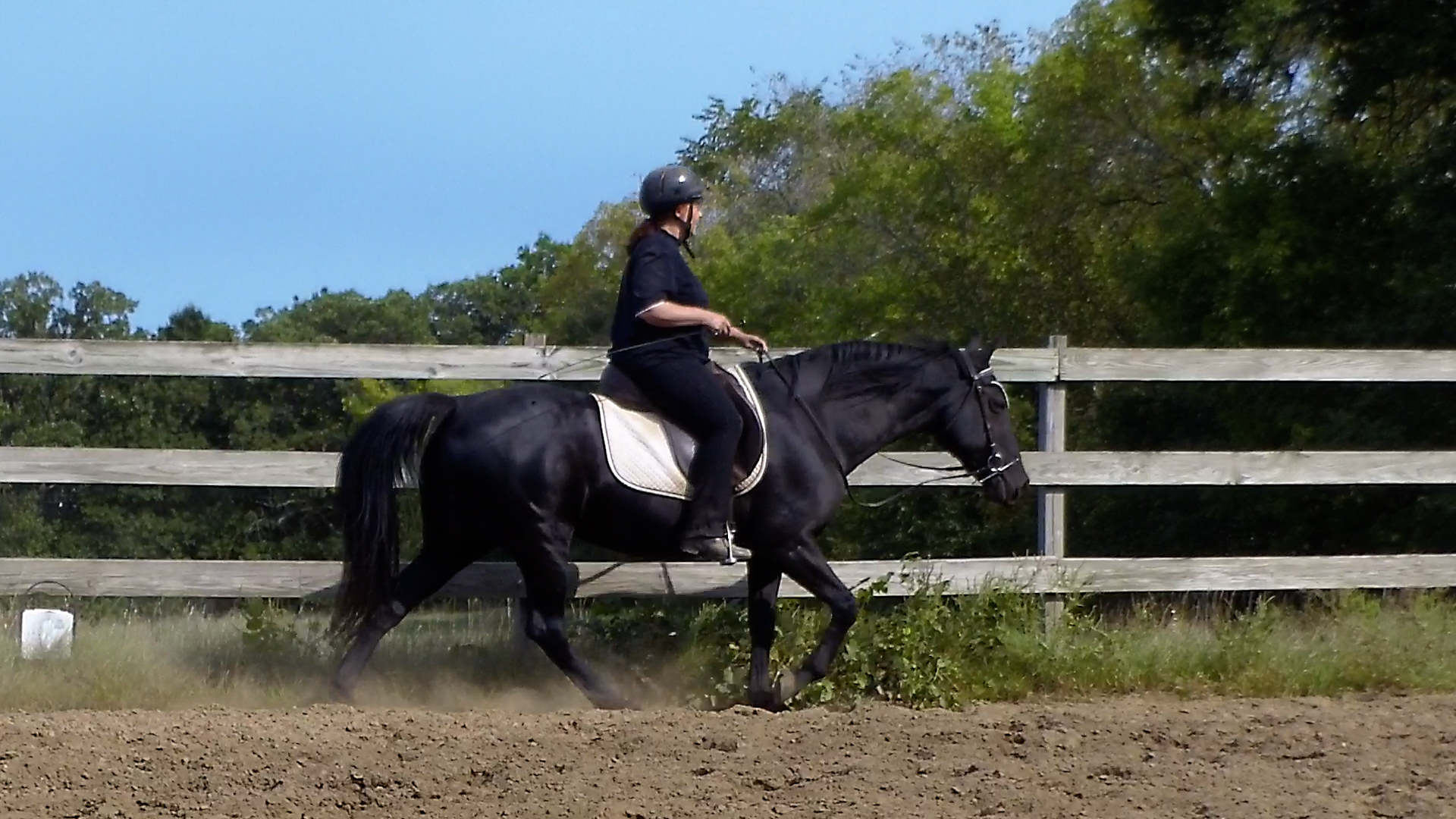 Makana 9-11-21 flat footed walk | Naturally Gaited