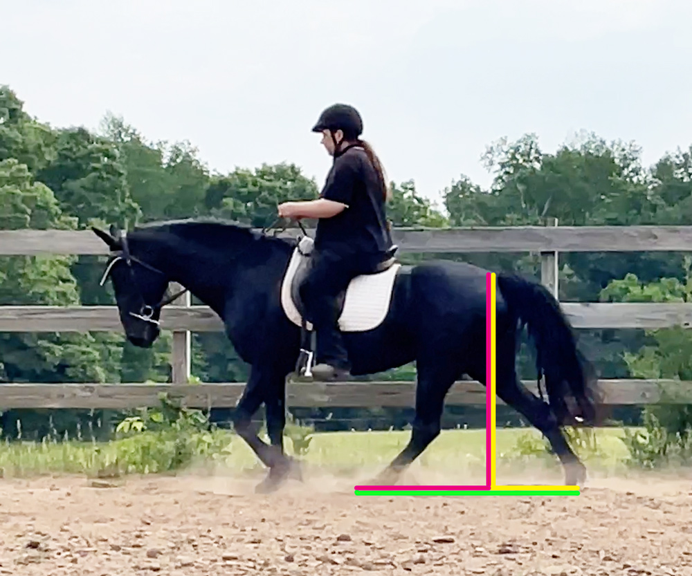 naturally gaited Tennessee walking horse flat walk | Naturally Gaited