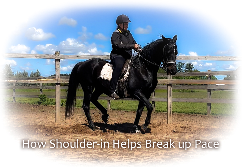 How Shoulder-in Helps Break Up Pace | Naturally Gaited