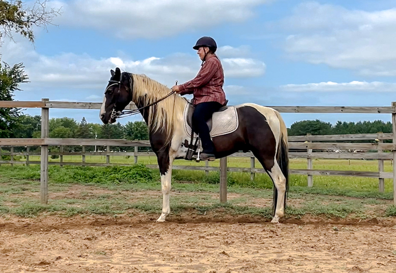 Square Balanced Halt | Naturally Gaited