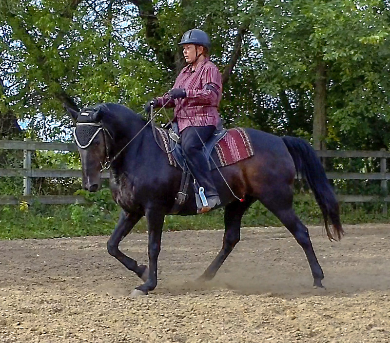 shoulder fore on a circle at a flat walk | Naturally Gaited Horse