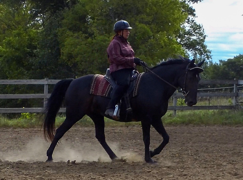9-7-20-running-walk | Naturally Gaited