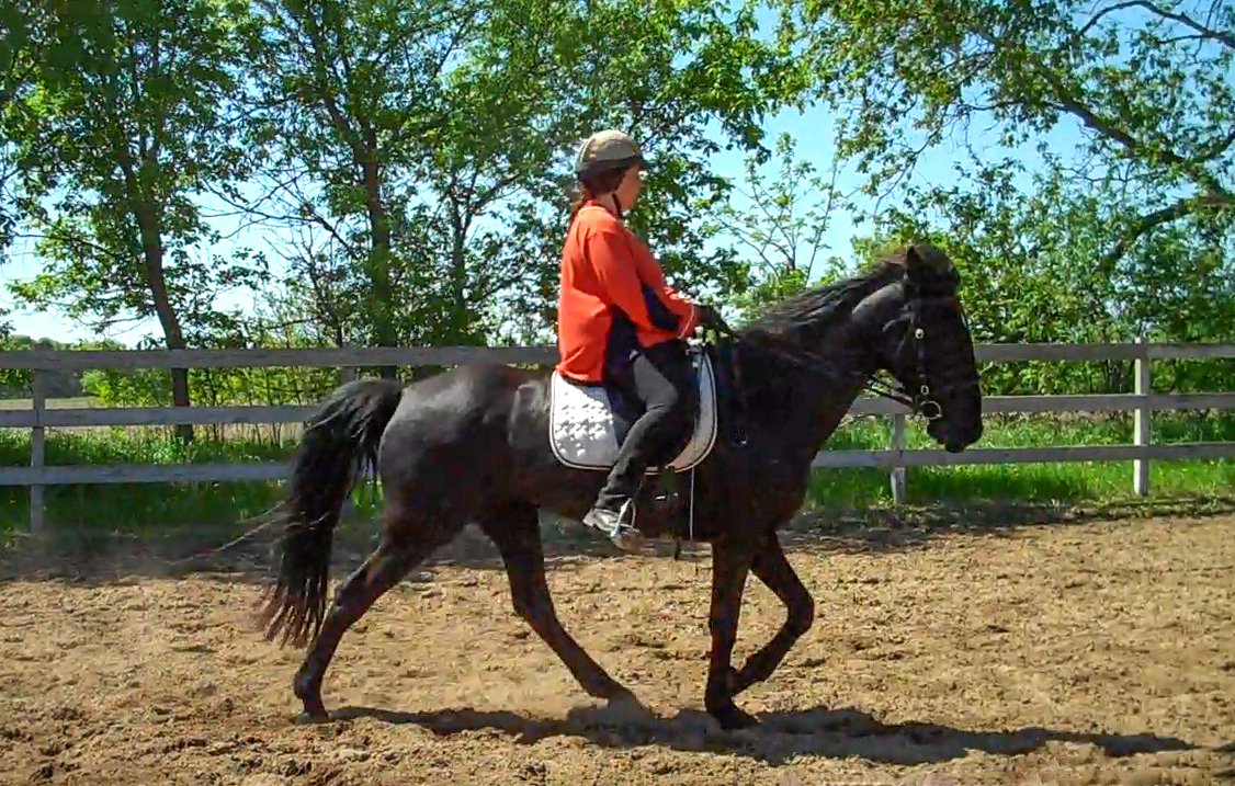 Why Dressage for the Rider | Naturally Gaited