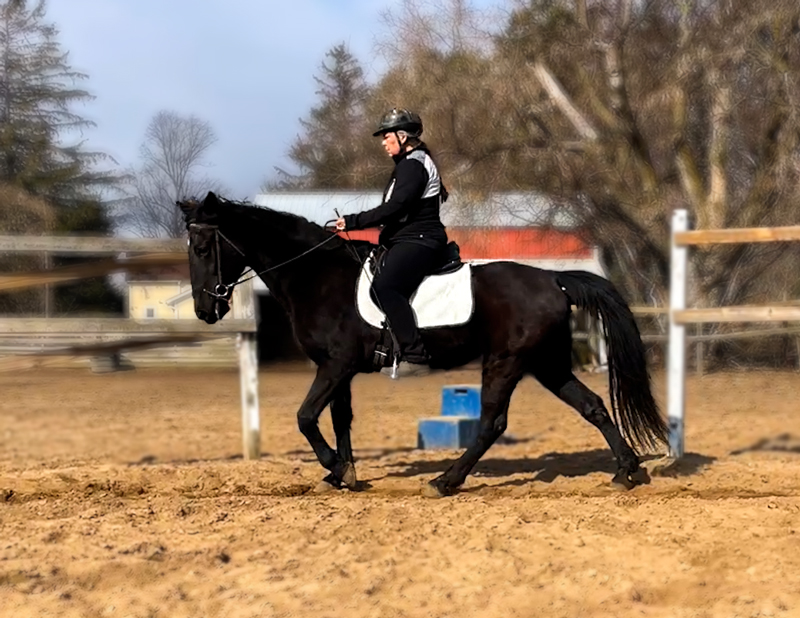 Running Walk with Contact | Naturally Gaited
