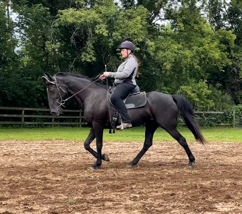 Naturally gaited Tennessee walking horse flat walk | Naturally Gaited